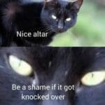 40 Funny Cat Memes for Unapologetic Feline Enthusiasts
