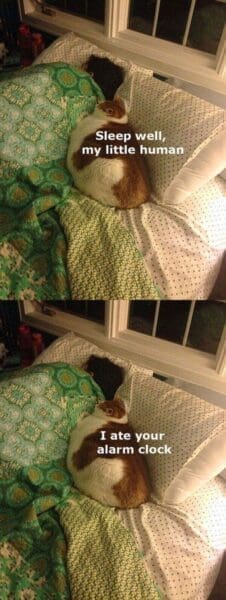 40 Funny Cat Memes for Unapologetic Feline Enthusiasts
