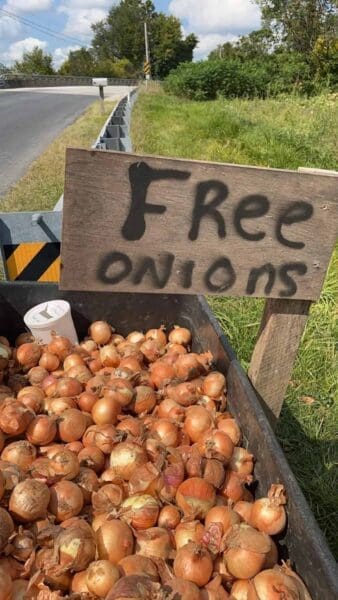 29 Onion Memes to Make You Tear Up (in a Good Way)