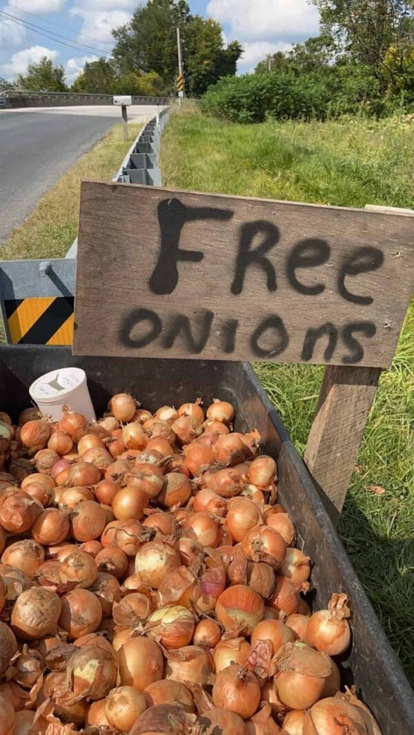 29 Onion Memes to Make You Tear Up (in a Good Way)