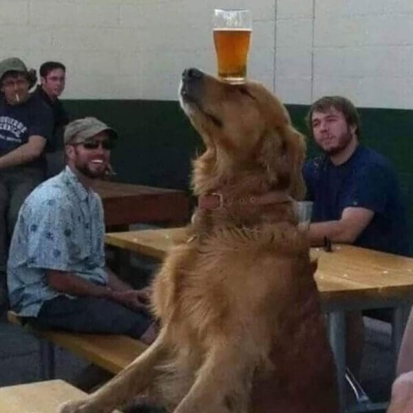 39 Funny Beer Memes That'll Leave You Buzzing for More