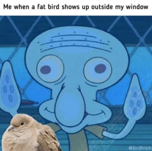 38 Birdwatching Memes for the Avian Addicts Among Us