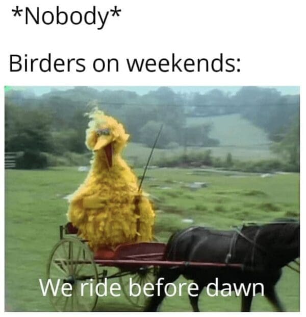 38 Birdwatching Memes for the Avian Addicts Among Us