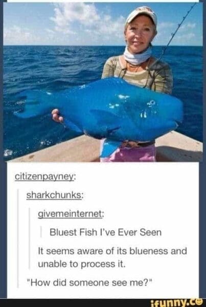 35 Fin-tastic Fish Memes Guaranteed To Reel You In