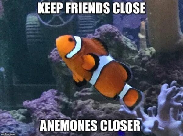 35 Fin-tastic Fish Memes Guaranteed To Reel You In