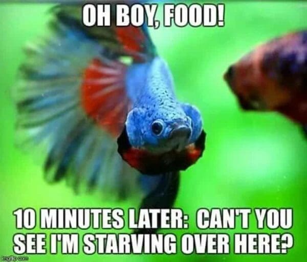 35 Fin-tastic Fish Memes Guaranteed To Reel You In