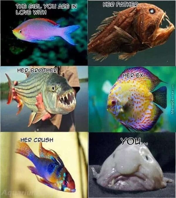 35 Fin-tastic Fish Memes Guaranteed To Reel You In