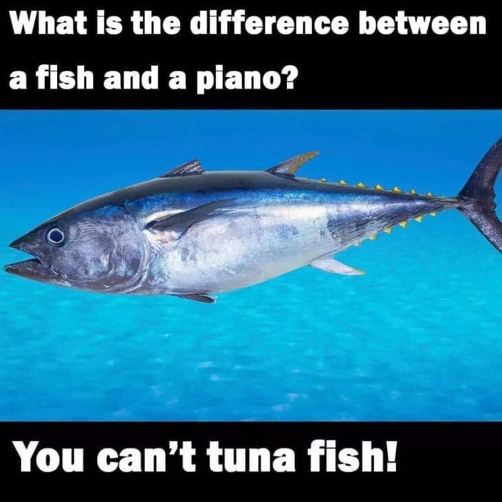 35 Fin-tastic Fish Memes Guaranteed To Reel You In