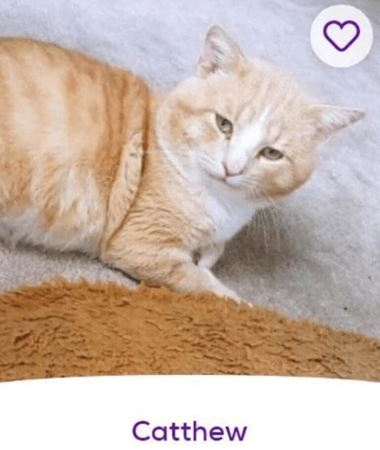 50 Funny Animal Shelter Names That'll Make You Want to Adopt Immediately
