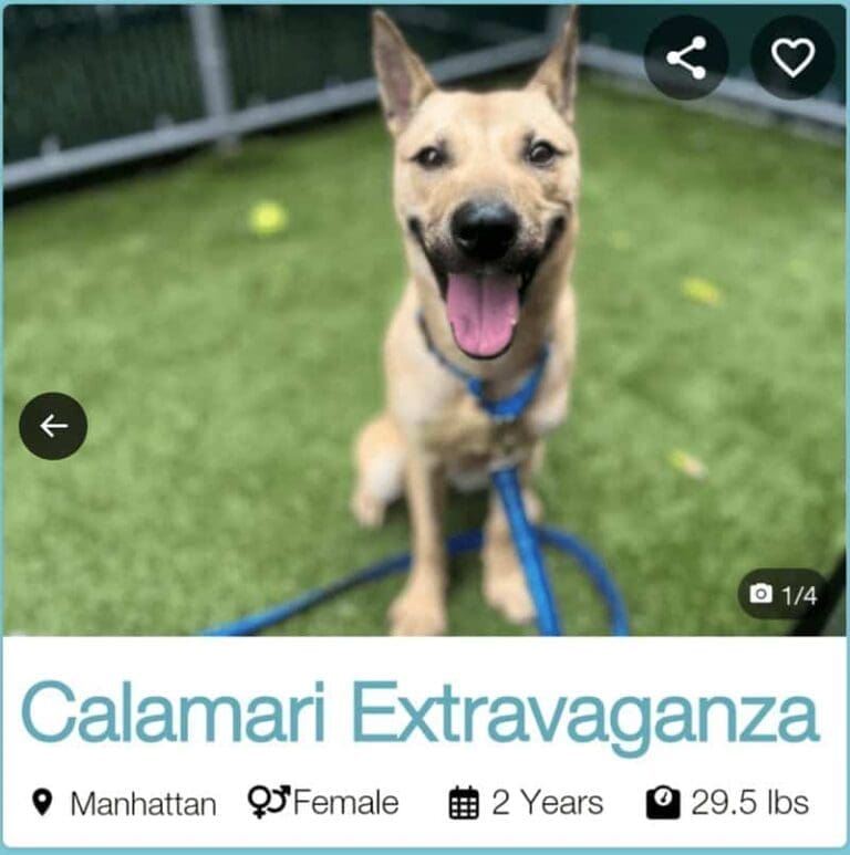 50 Funny Animal Shelter Names That'll Make You Want to Adopt Immediately