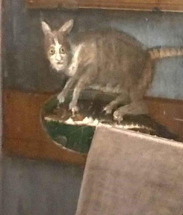 44 Funny Medieval Cat Paintings Where Artists Completely Forgot What ...