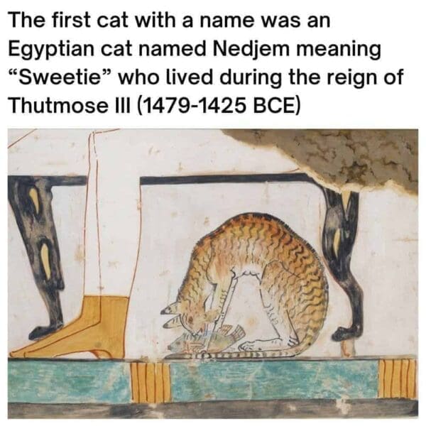 44 Funny Medieval Cat Paintings Where Artists Completely Forgot What ...