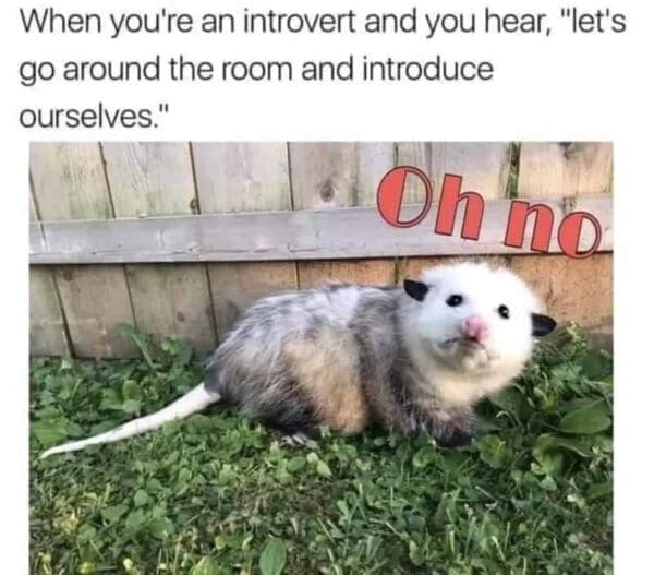 44 Opossum Memes Overflowing with Chaos, Trash, and Pure Joy