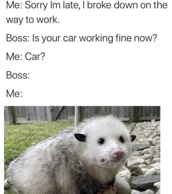 44 Opossum Memes Overflowing with Chaos, Trash, and Pure Joy