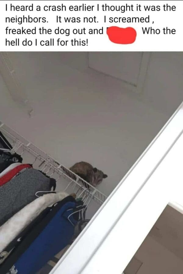 44 Opossum Memes Overflowing with Chaos, Trash, and Pure Joy