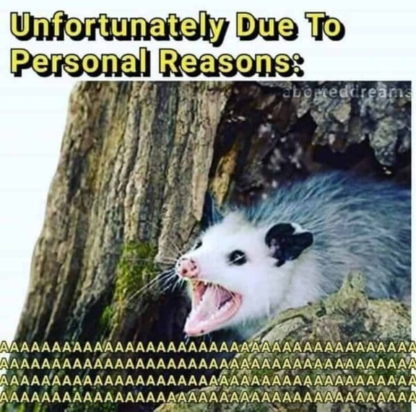 44 Opossum Memes Overflowing with Chaos, Trash, and Pure Joy