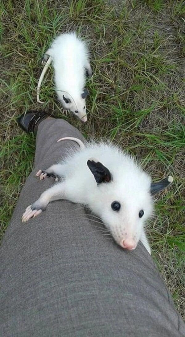 44 Opossum Memes Overflowing with Chaos, Trash, and Pure Joy