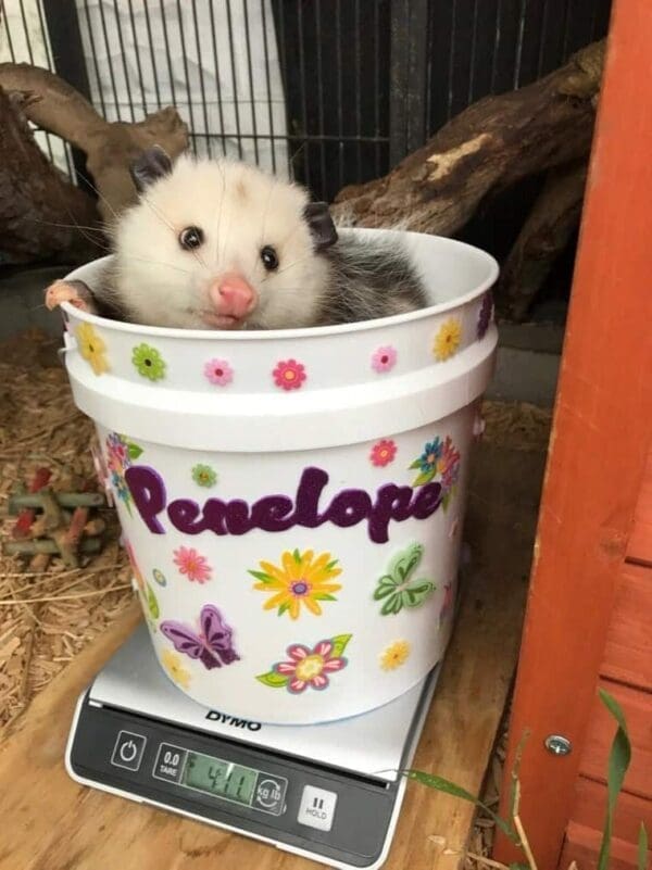 44 Opossum Memes Overflowing with Chaos, Trash, and Pure Joy