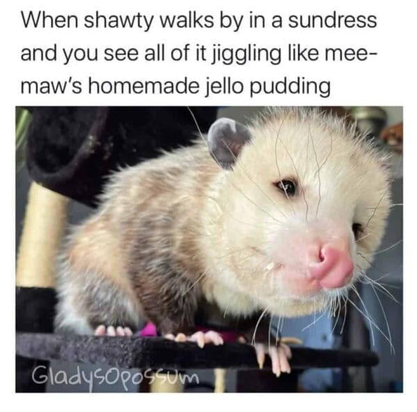 44 Opossum Memes Overflowing with Chaos, Trash, and Pure Joy