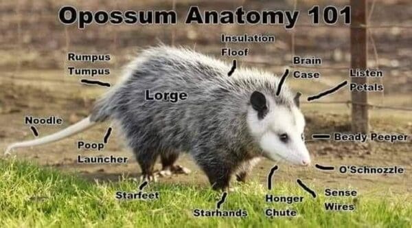 44 Opossum Memes Overflowing with Chaos, Trash, and Pure Joy