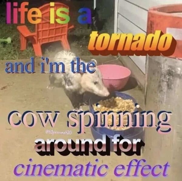 44 Opossum Memes Overflowing with Chaos, Trash, and Pure Joy