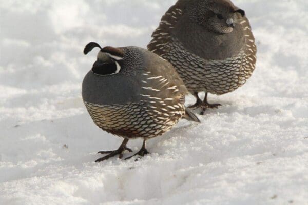 44 Funny Round Birds You’ll Want to Squeeze Immediately
