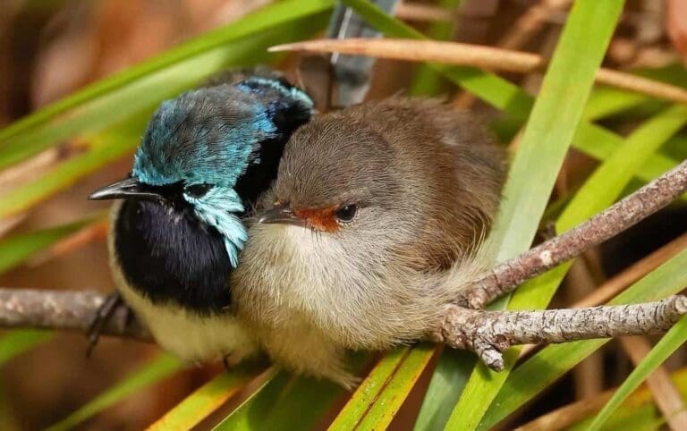 44 Funny Round Birds You’ll Want to Squeeze Immediately