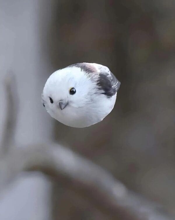 44 Funny Round Birds You’ll Want to Squeeze Immediately