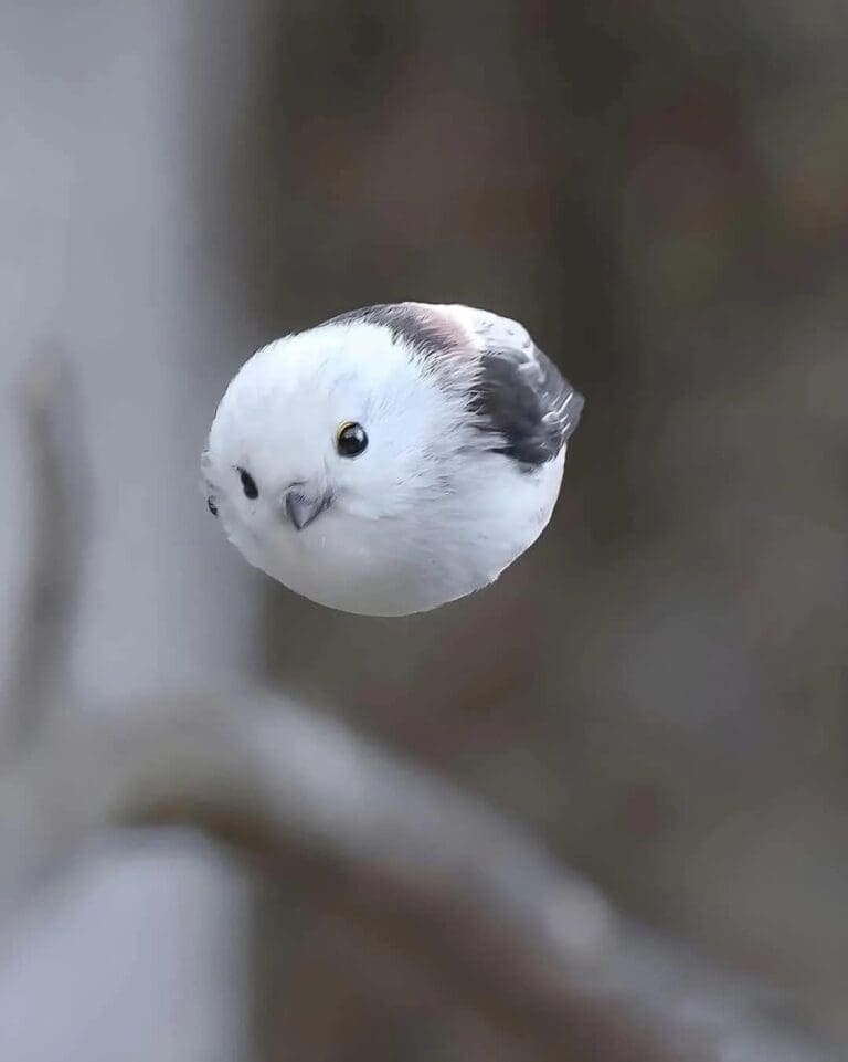 44 Funny Round Birds You’ll Want to Squeeze Immediately