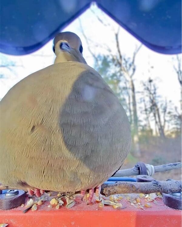 44 Funny Round Birds You’ll Want to Squeeze Immediately