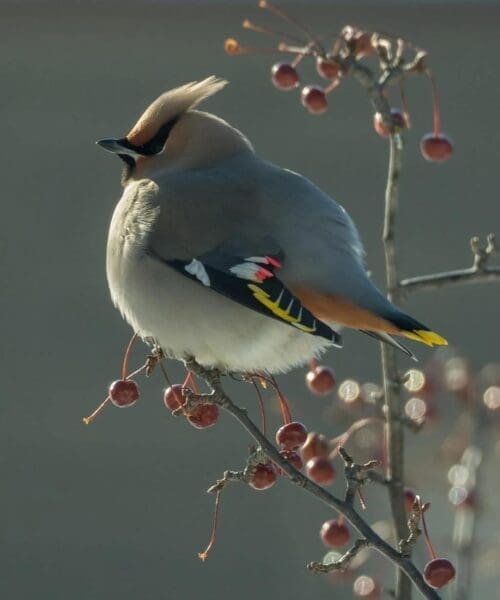 44 Funny Round Birds You’ll Want to Squeeze Immediately