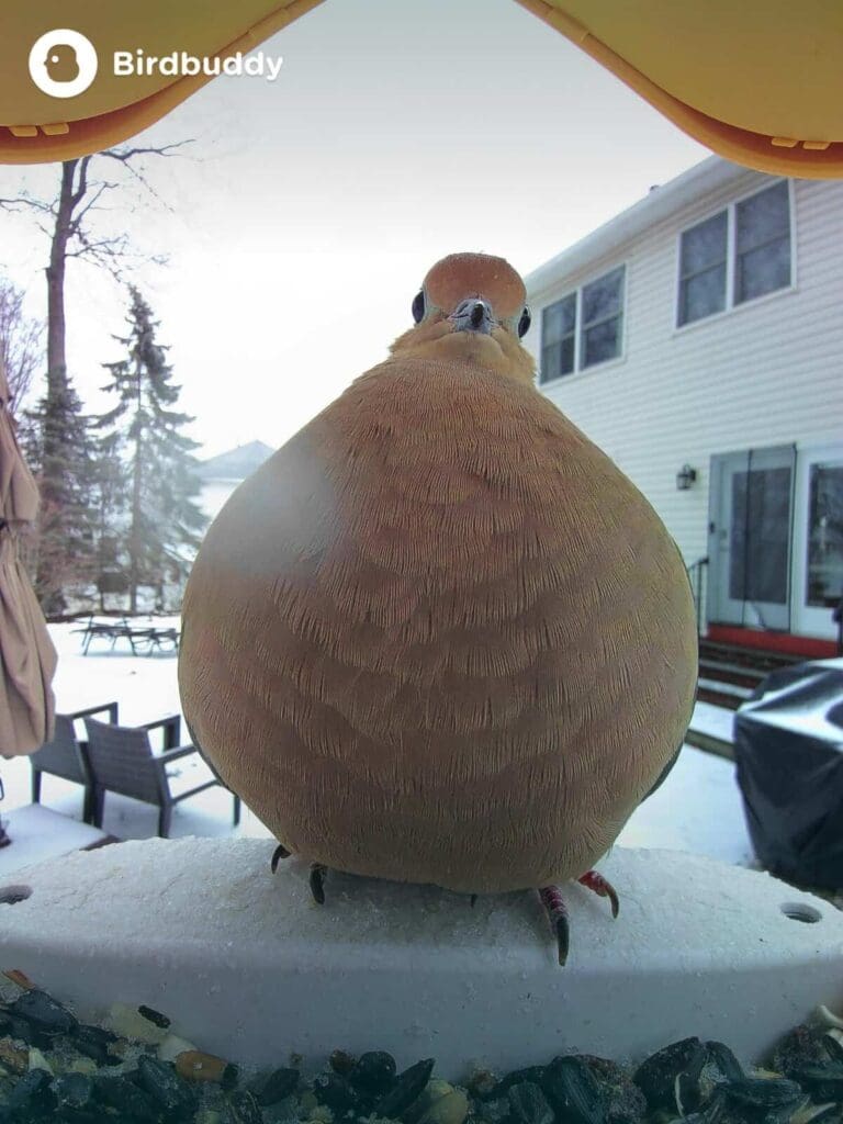 44 Funny Round Birds You’ll Want to Squeeze Immediately