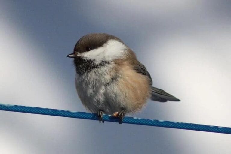44 Funny Round Birds You’ll Want to Squeeze Immediately