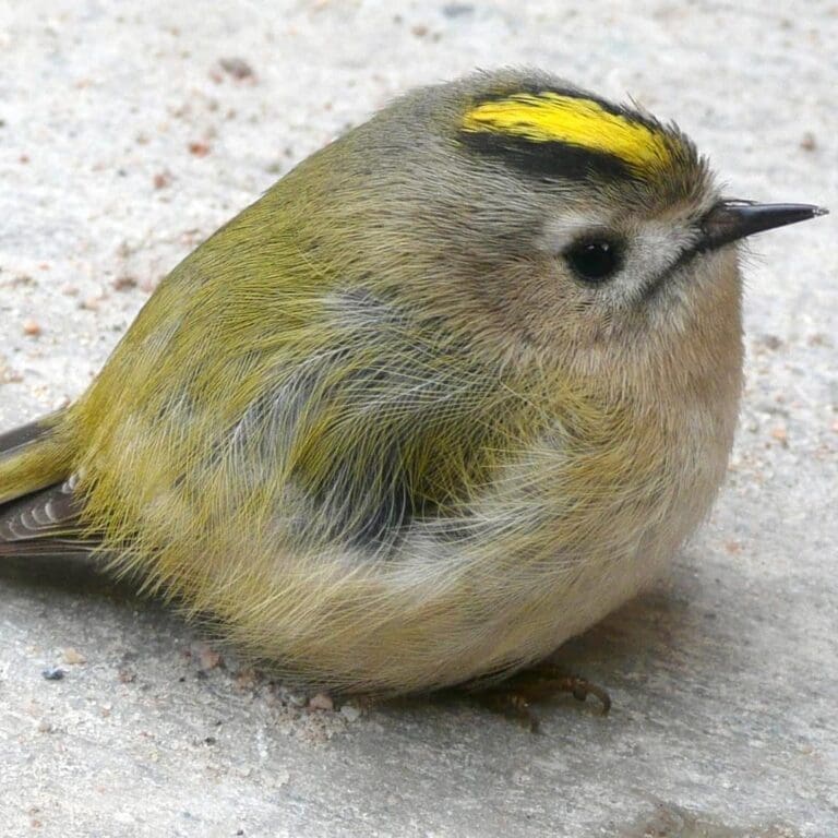 44 Funny Round Birds You’ll Want to Squeeze Immediately