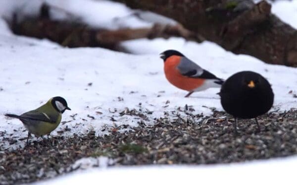 44 Funny Round Birds You’ll Want to Squeeze Immediately
