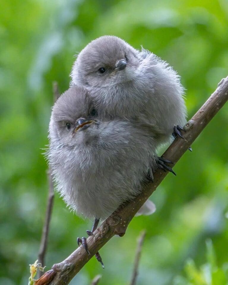 44 Funny Round Birds You’ll Want to Squeeze Immediately