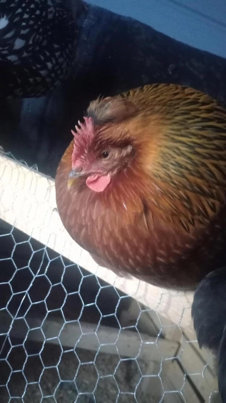 44 Funny Round Birds You’ll Want to Squeeze Immediately