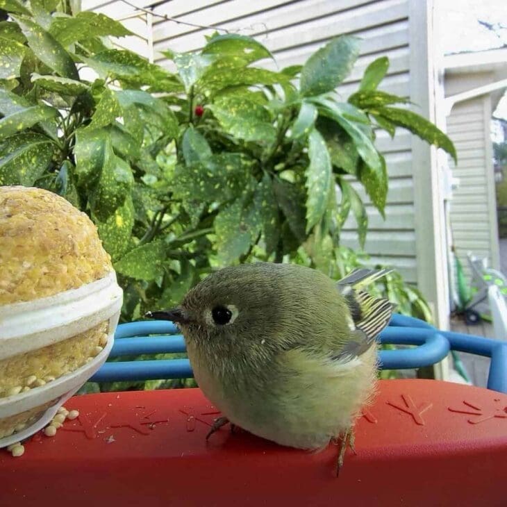 44 Funny Round Birds You’ll Want to Squeeze Immediately