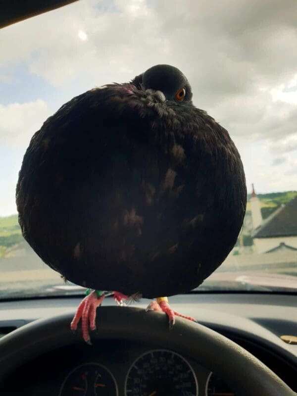 44 Funny Round Birds You’ll Want to Squeeze Immediately