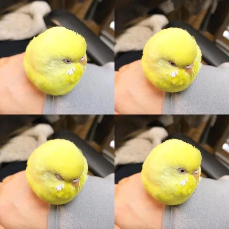 44 Funny Round Birds You’ll Want to Squeeze Immediately