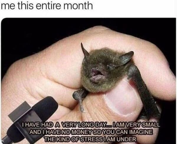 30 Bat Memes Celebrating the Cutest Nightmares in the Sky