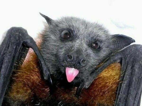 30 Bat Memes Celebrating the Cutest Nightmares in the Sky