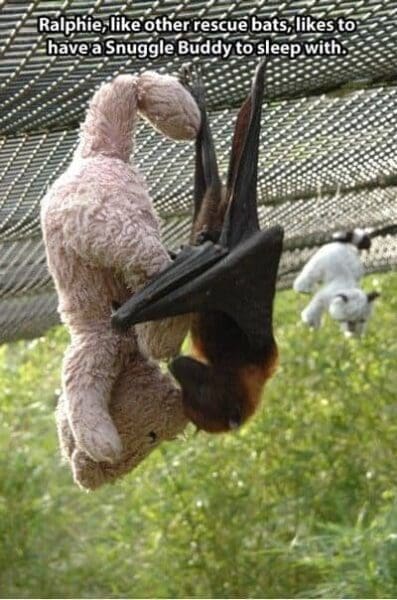 30 Bat Memes Celebrating the Cutest Nightmares in the Sky