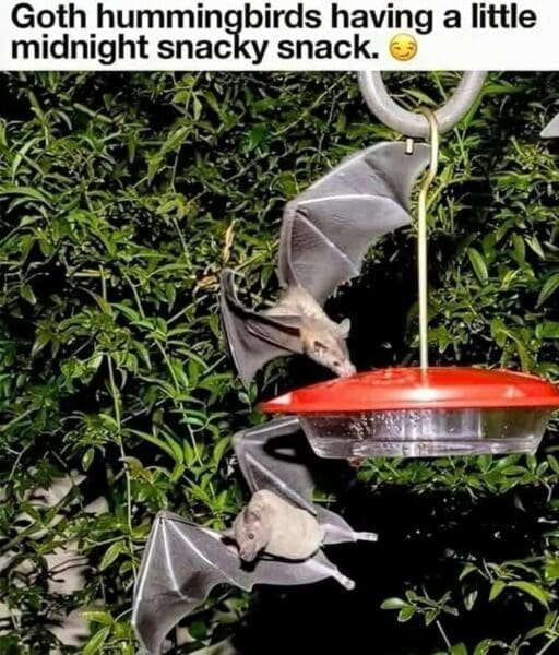 30 Bat Memes Celebrating the Cutest Nightmares in the Sky