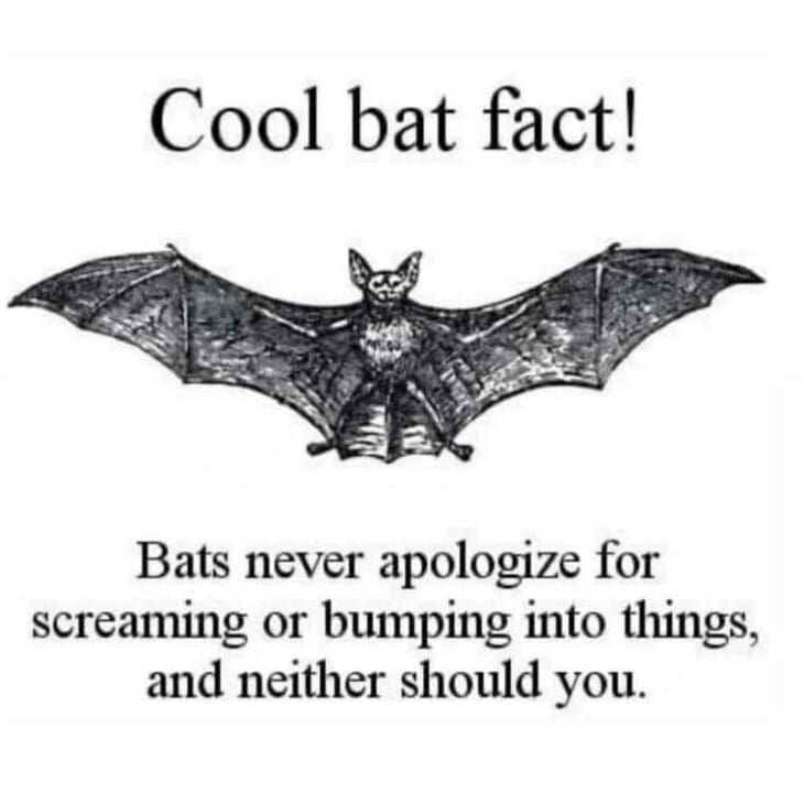 30 Bat Memes Celebrating the Cutest Nightmares in the Sky