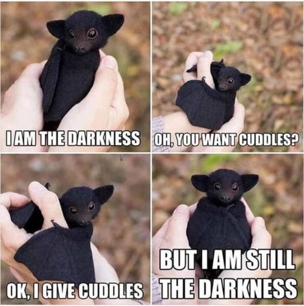 30 Bat Memes Celebrating the Cutest Nightmares in the Sky