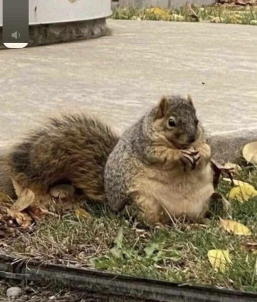 30 Fat Squirrels So Round They’re Practically Basketballs