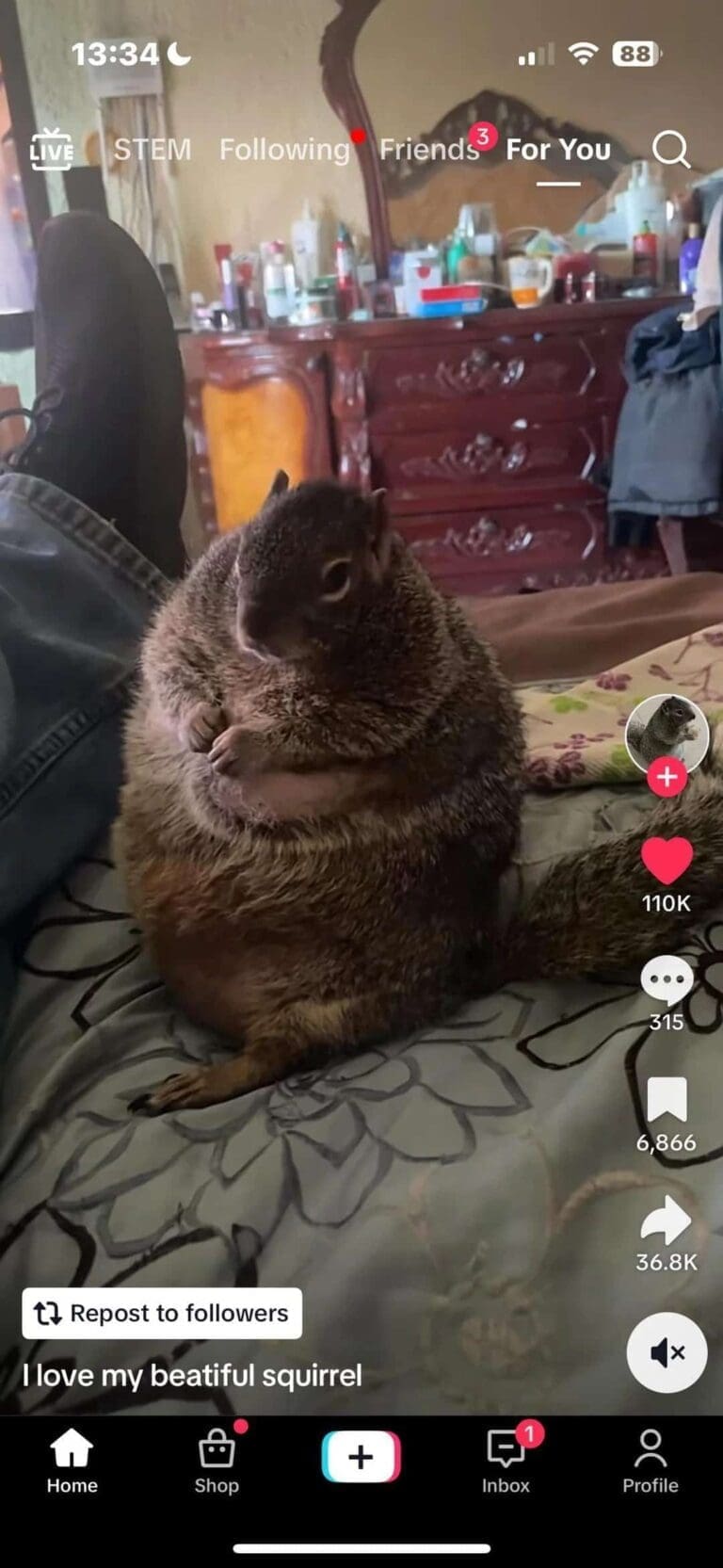 30 Fat Squirrels So Round They’re Practically Basketballs