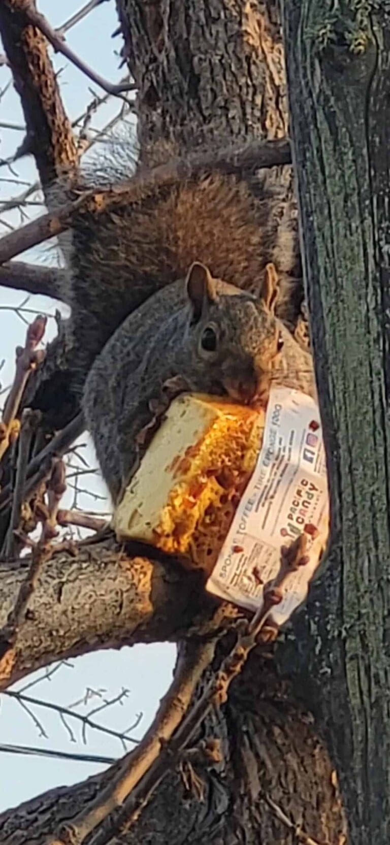 30 Fat Squirrels So Round They’re Practically Basketballs