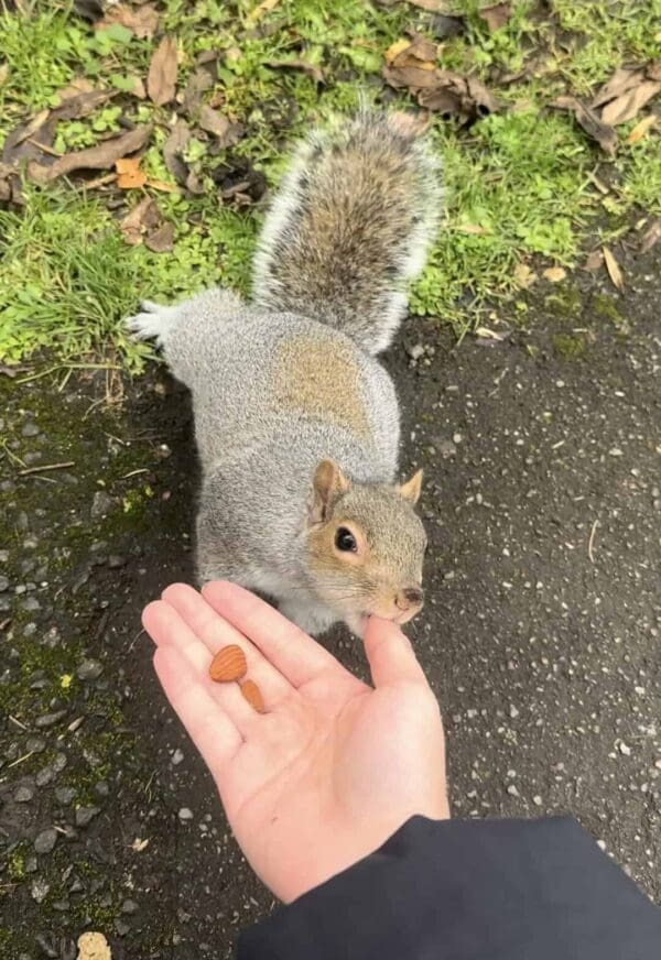 30 Fat Squirrels So Round They’re Practically Basketballs